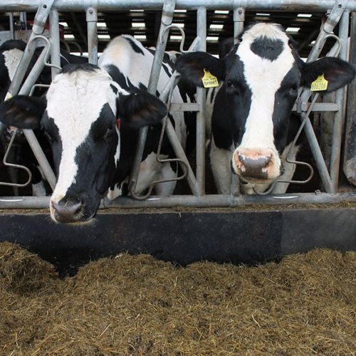 Acid Buf - Dairy - Almins