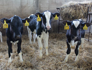 Celmanax Liquid - Arm & Hammer - Almins