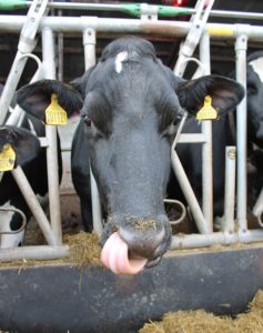 Equaliser Rumen Buffer - Dairy - Almins